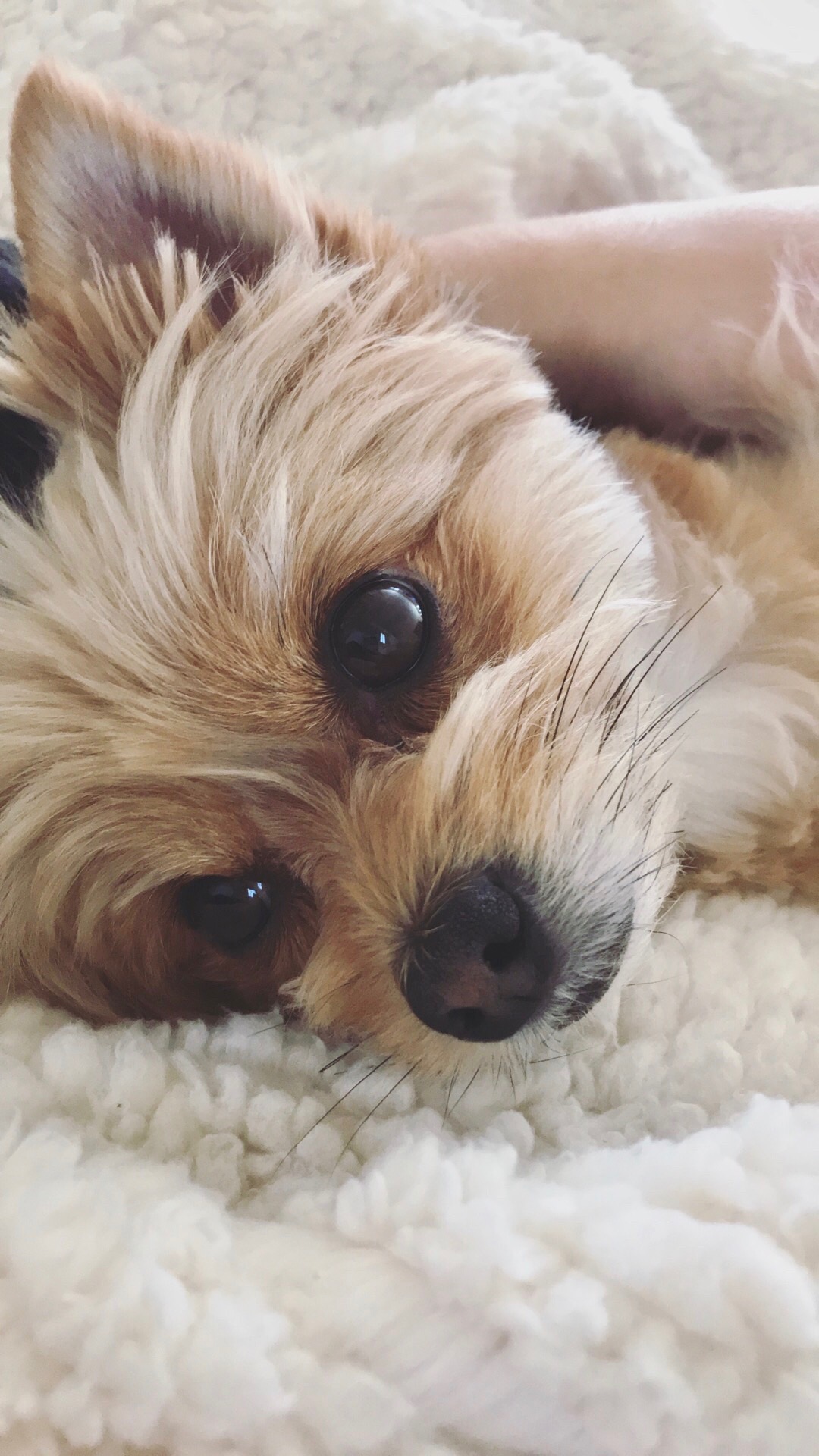 Meet the best shop dog ever.